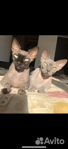 Канадский сфинкс