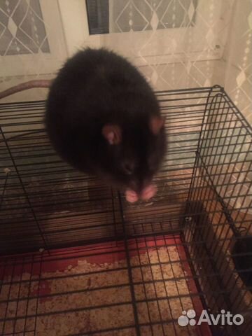 Отдам Крыса породы (дамбо)