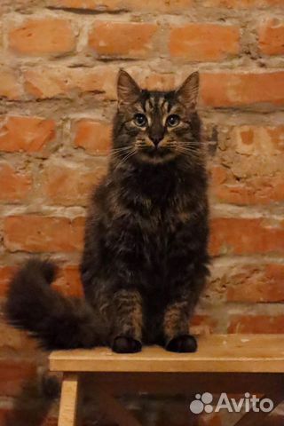 Кот