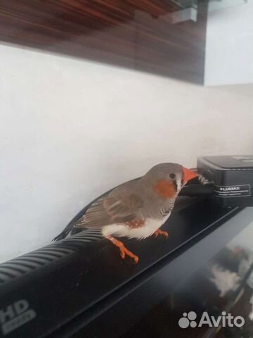 Продаются амадины. Совершенно новые