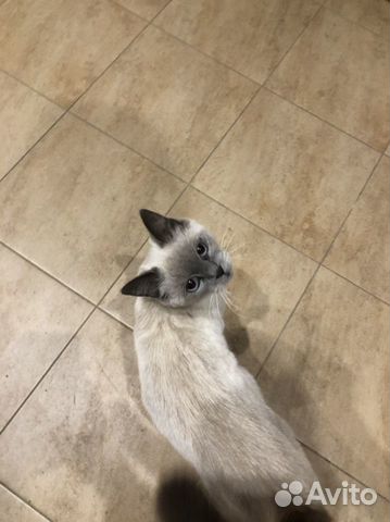 Кошка в добрые руки