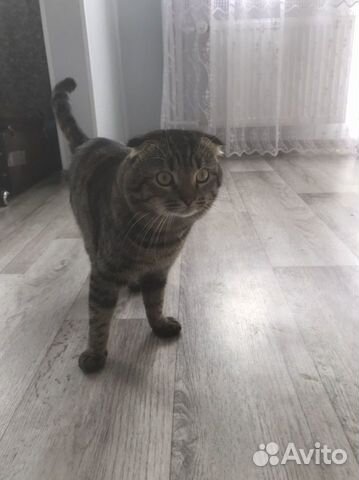 Шотландский вислоухий кот. Очень умный и коасивый