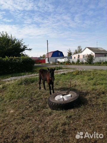 Телка телочка