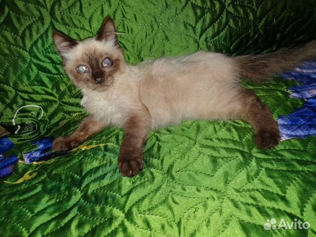 Сиамский котёнок