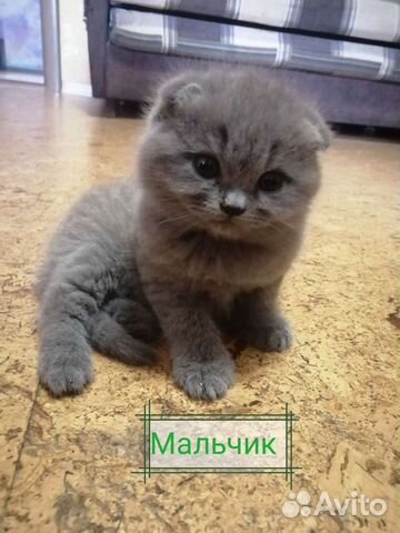 Шотландские вислоухие котята