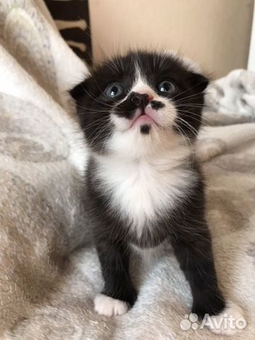 Веслоухий котёнок