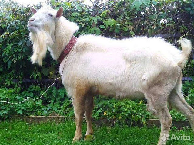 Зааненский козëл