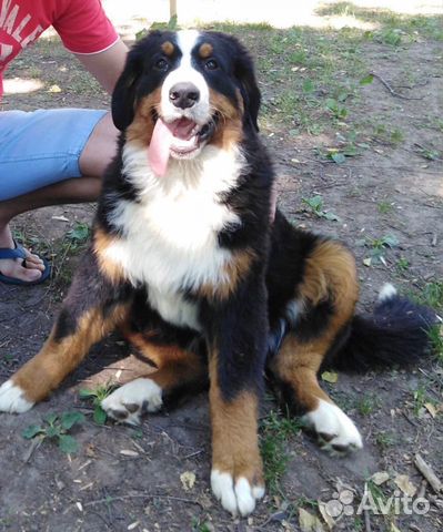 Бернский зенненхунд