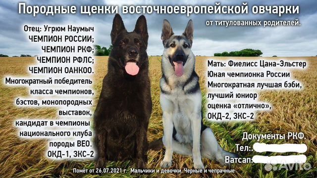 Восточноевропейская овчарка