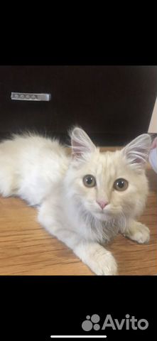 Норвежский лесной кот