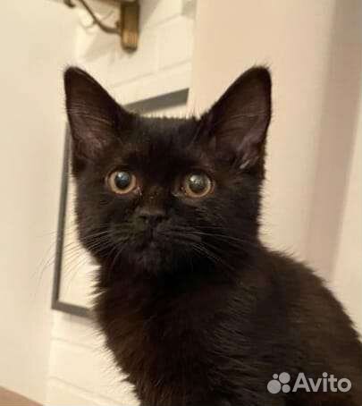 Котёнок девочка 2мес Ласкушка невероятная