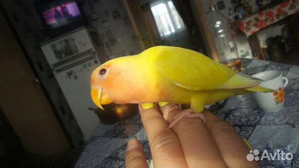 Супер ручные птенчики неразлучника