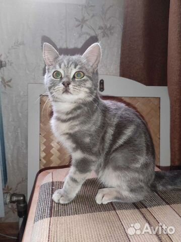 Котенок Дымка ищет дом