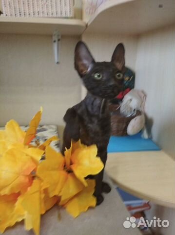 Котята корниш-рекс