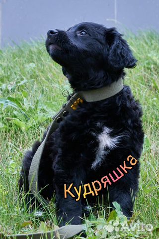 Щенок лидер, девочка, 2 месяца