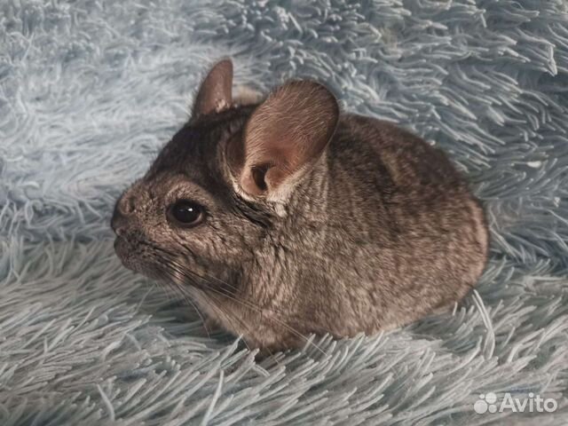 Шиншилла