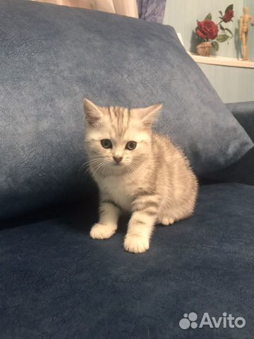 Шотланский котенок