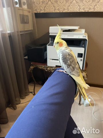 Попугай карелла