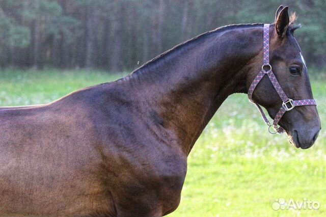 Чистокровный ахалтекинский жеребец