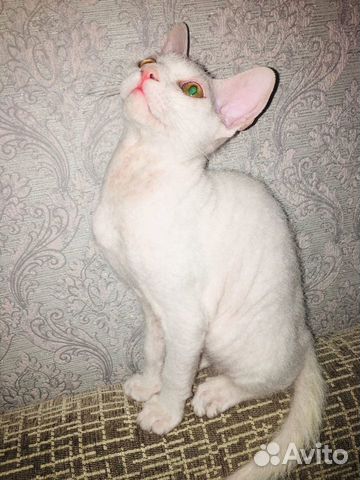 Кот короткошерстный сфинкс