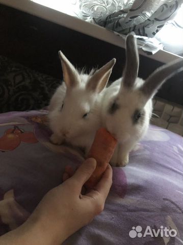 Декоративные кролики