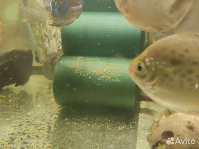 Кладка икры Наннакар Неоновых