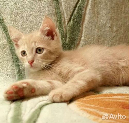 Котёнок персикового окраса