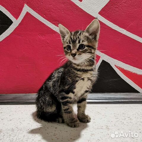 Котята