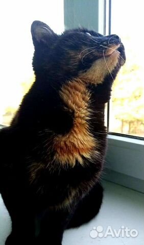 Кошка Кошечка Котенок Трехцветка