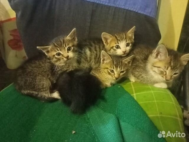 Котята в добрые руки