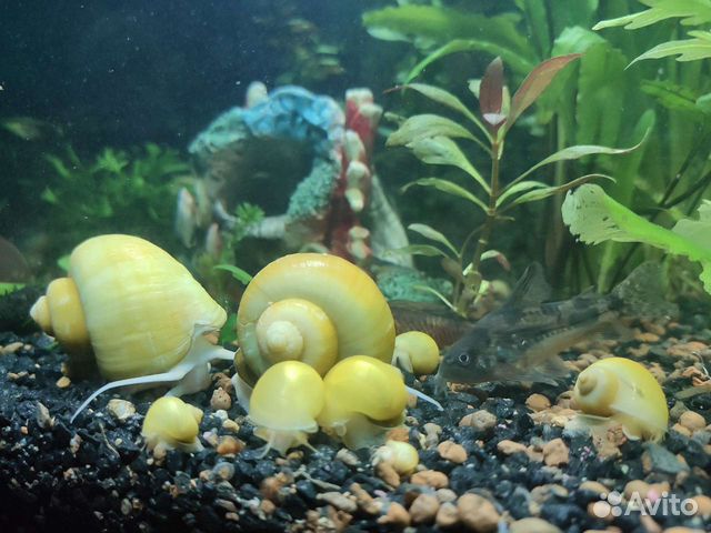 Ампулярии улитки (детки)