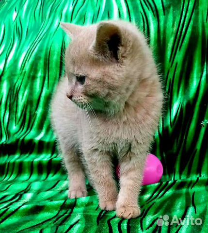 Котенок 2 мес Рыжик Рыжий Тарасик
