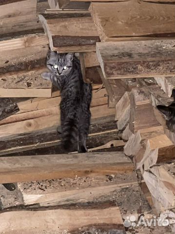 Котенок