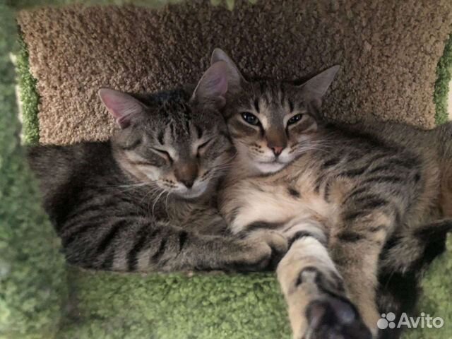 Котята близнецы