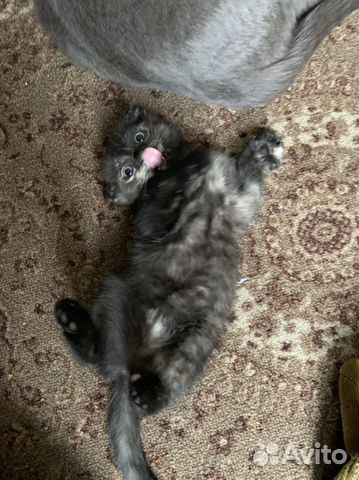 Котята