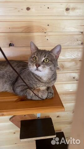 Котик Вася ищет семью