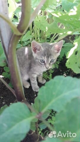 Котята трое