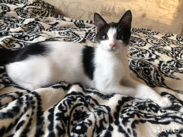 Эмили в добрые руки