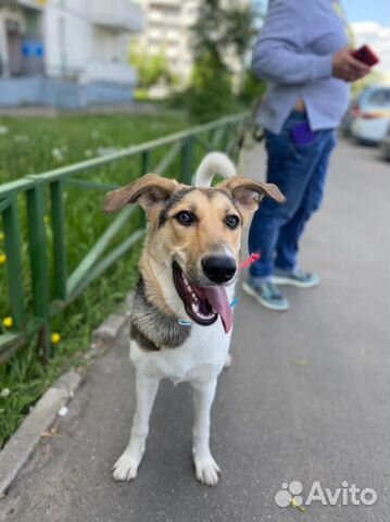 Собака по кличке Ладушка ищет дом