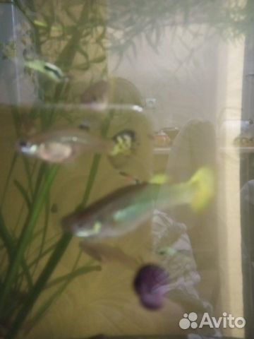 Рыбки гуппи