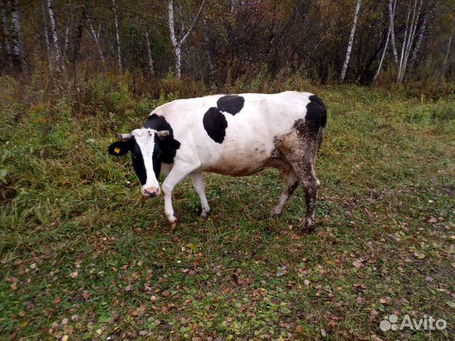 Продам корову