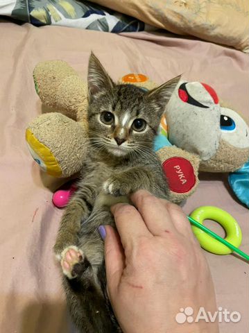 Ласковый милый котёнок ищет своих мампап