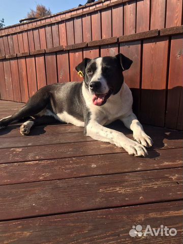 Стаффордширский терьер Кобель Стафф помесь крупный