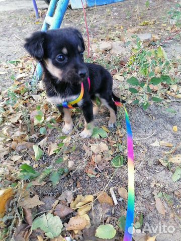 Собака в добрые руки щенок