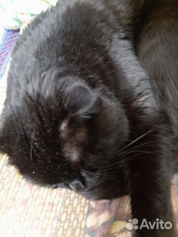 Кот и кошка