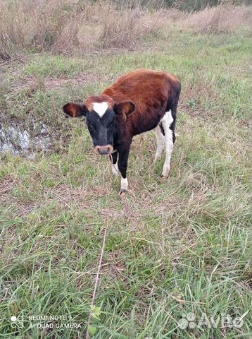 Бычки, тёлочки. Распродаем скот