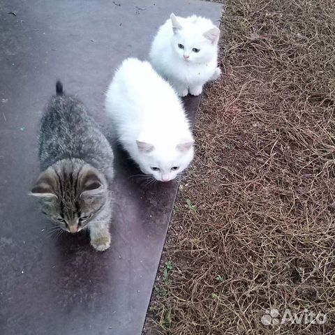 Котята в добрые руки