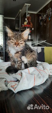 Спасённый котёнок мальчик в добрые руки бесплатно