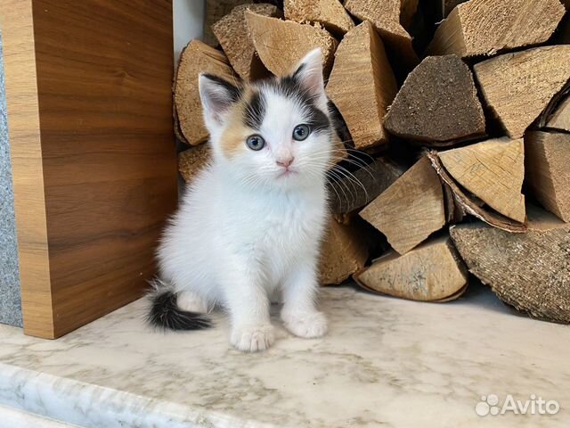 Трехцветный котенок