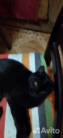Кошки в добрые руки бесплатно